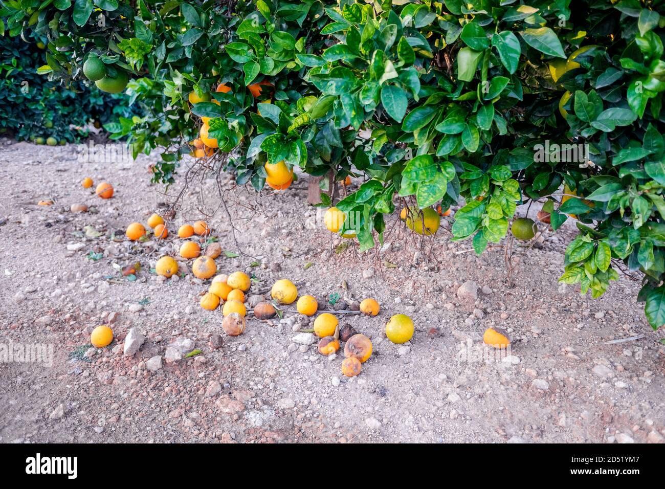 Spoiled oranges hi-res stock photography and images - Alamy