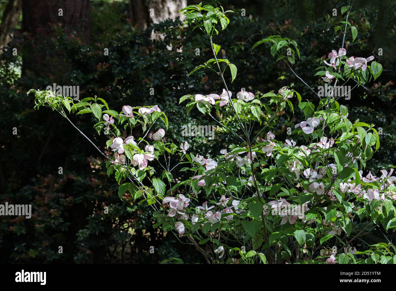 Thin bloom hi-res stock photography and images - Alamy
