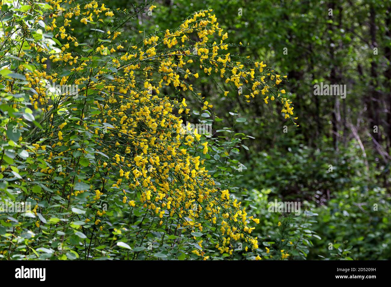 bush branches weighed down by yellow wild flowers Stock Photo - Alamy