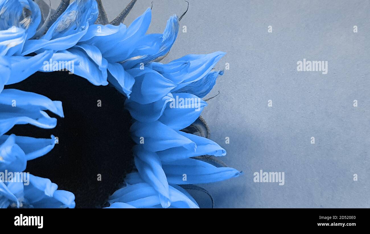 Blue sunflower in closeup with copy space Stock Photo - Alamy