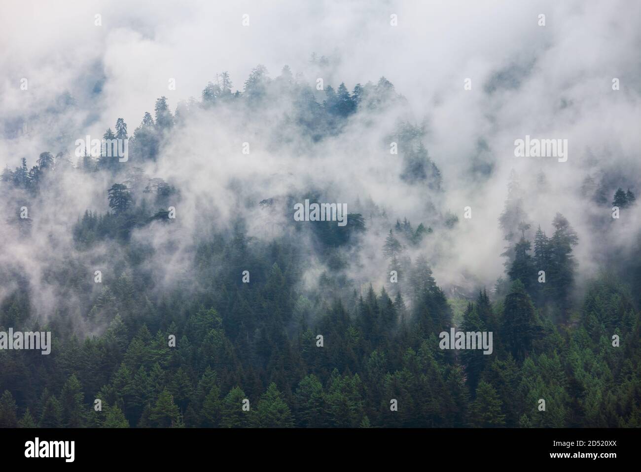Scenic landscape view of the forested mountain slope in clouds with the ...