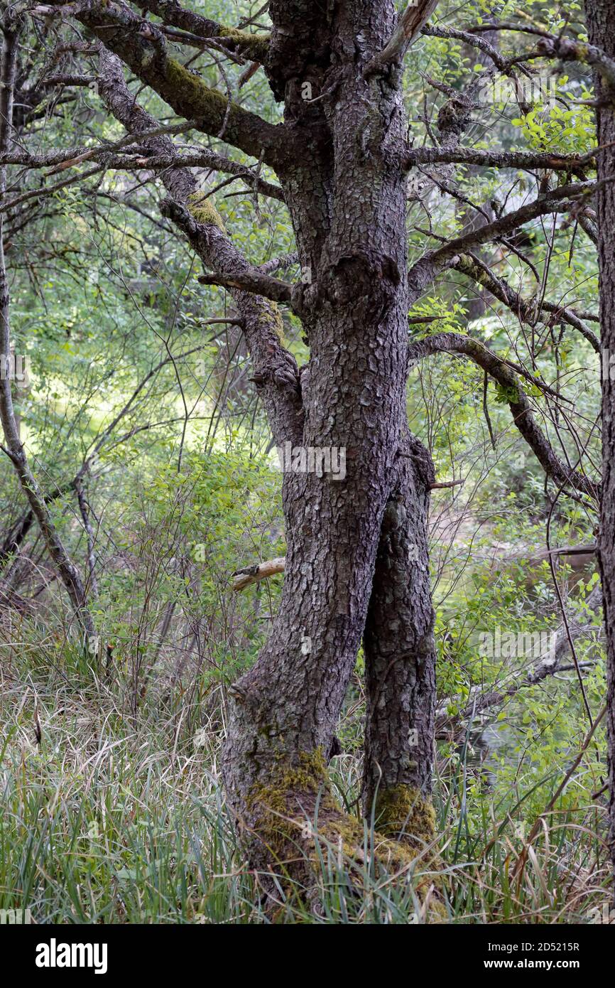 two tree trunks that have twisted and intertwined Stock Photo - Alamy