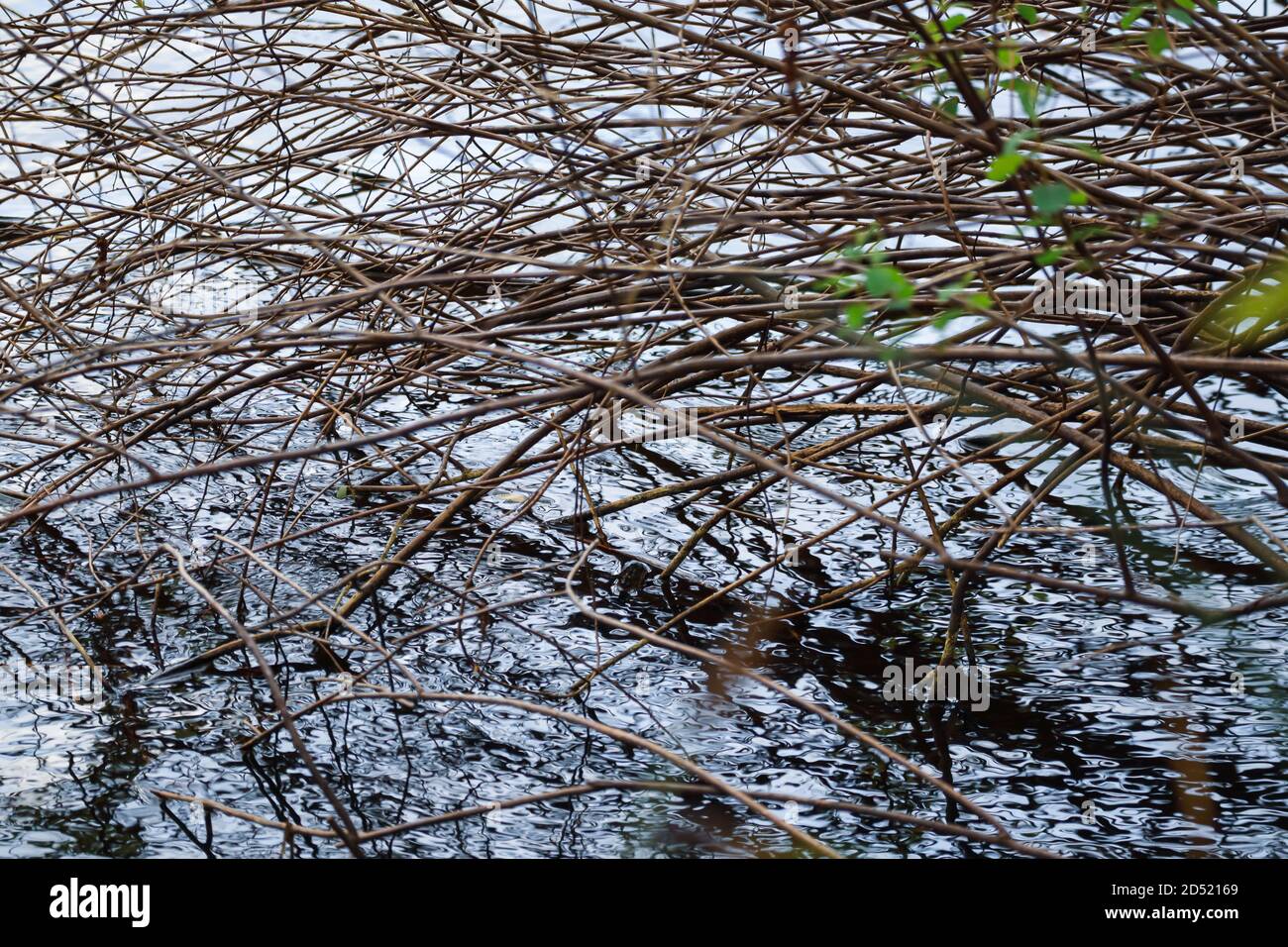 Old beautiful tree with arching branches hi-res stock photography and ...