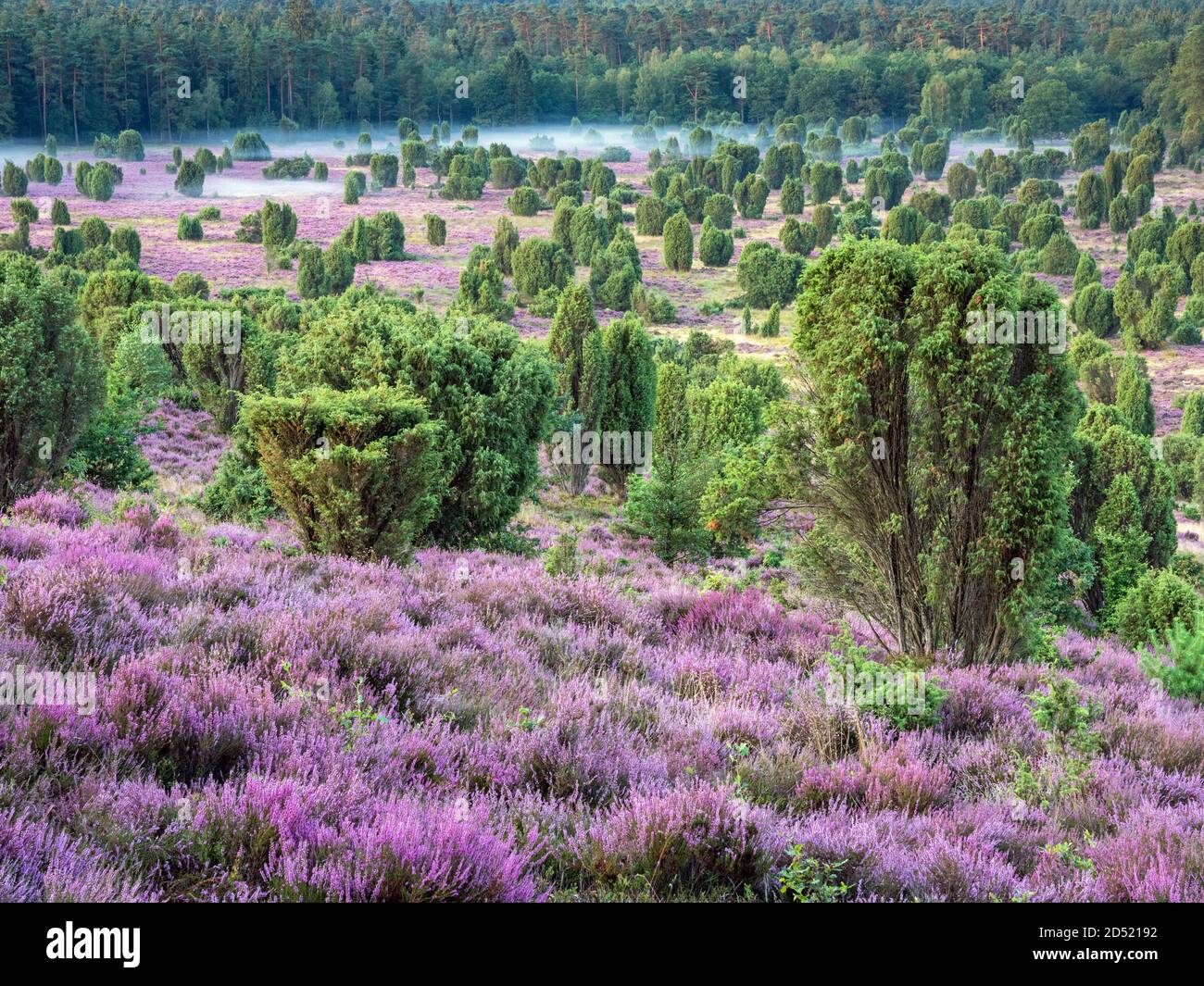 Lueneburger heath lower germany europe hi-res stock photography and ...