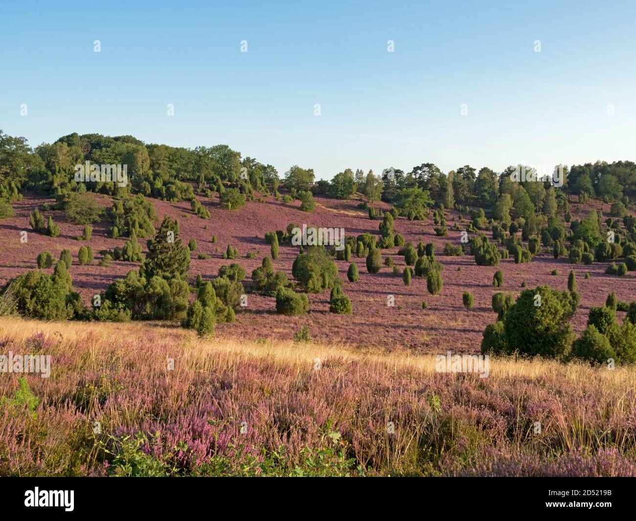 Lueneburger heath lower germany europe hi-res stock photography and ...