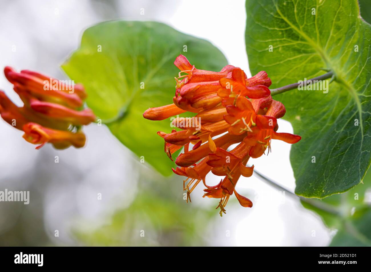 a group of bright orange honeysuckle blooms Stock Photo - Alamy
