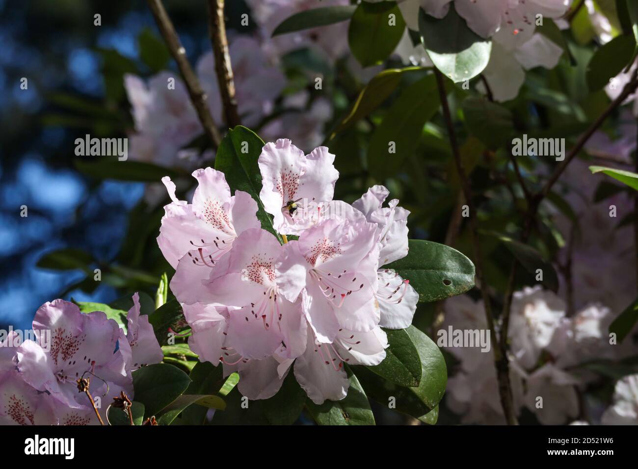 Pale white and pink rhododendron growing during daytime Stock Photo - Alamy
