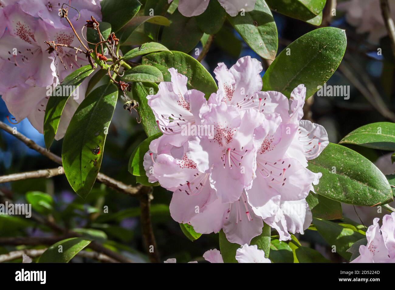 Pale white and pink rhododendron growing during daytime Stock Photo - Alamy