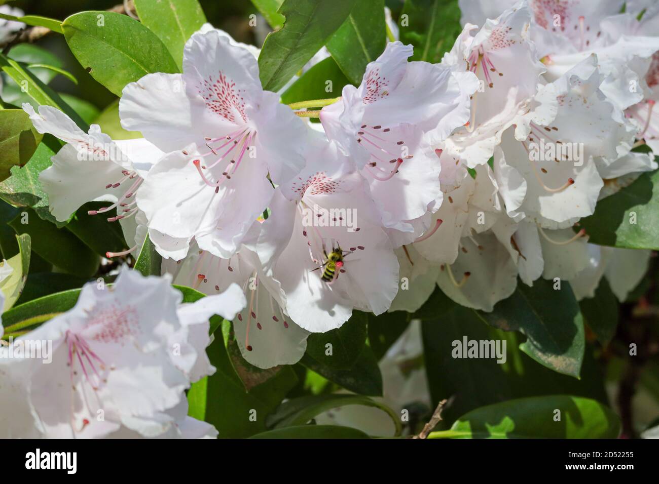 Pale white and pink rhododendron growing with bee looking for pollen ...