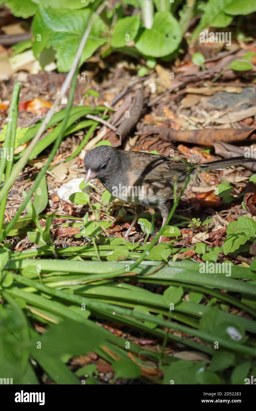 small bird sitting in plants hunting for bugs Stock Photo - Alamy