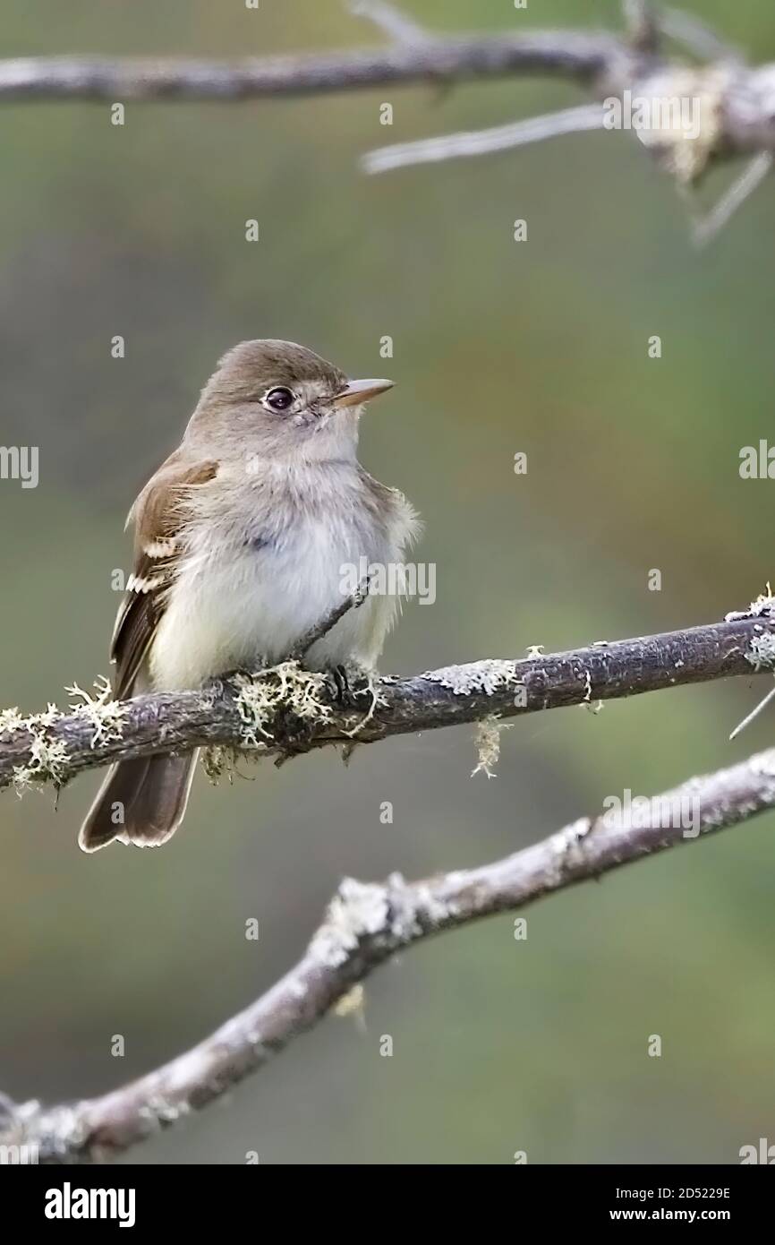 A Vertical of Alder Flycatcher, Empidonax alnorum Stock Photo - Alamy