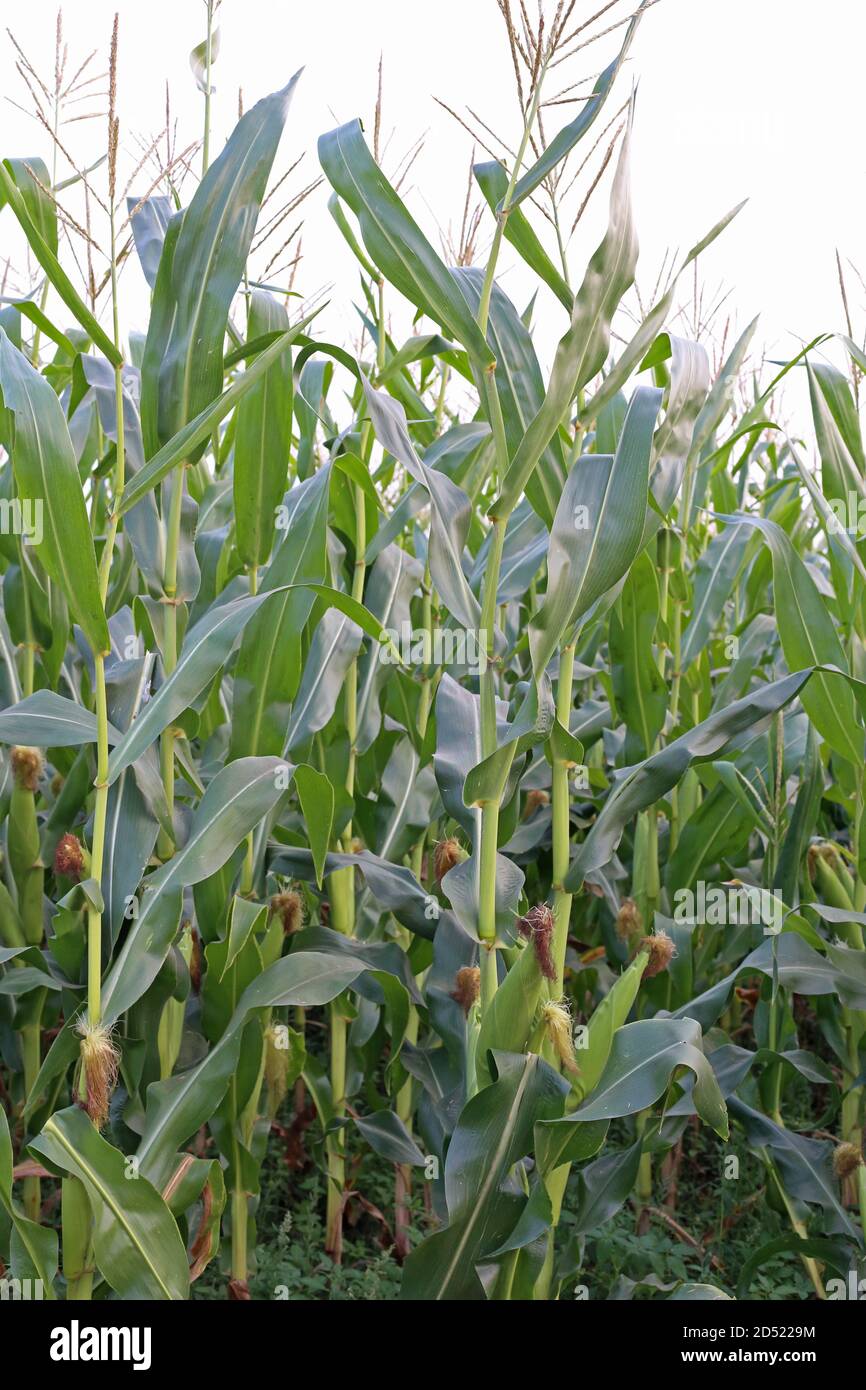 Tall green grass for cow food Stock Photo - Alamy