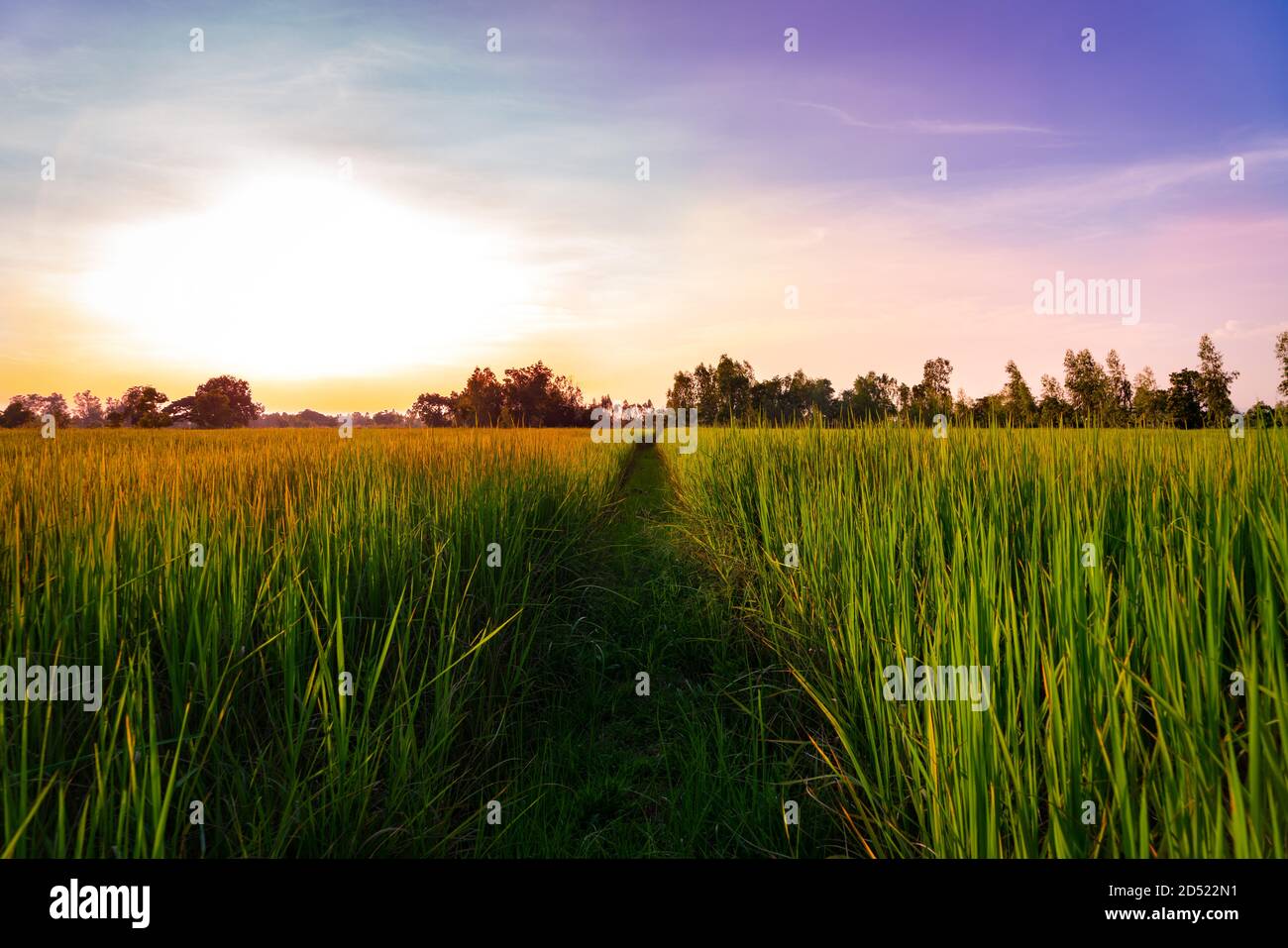 sunset view of rice paddy field rural of Thailand. Nature composition ...