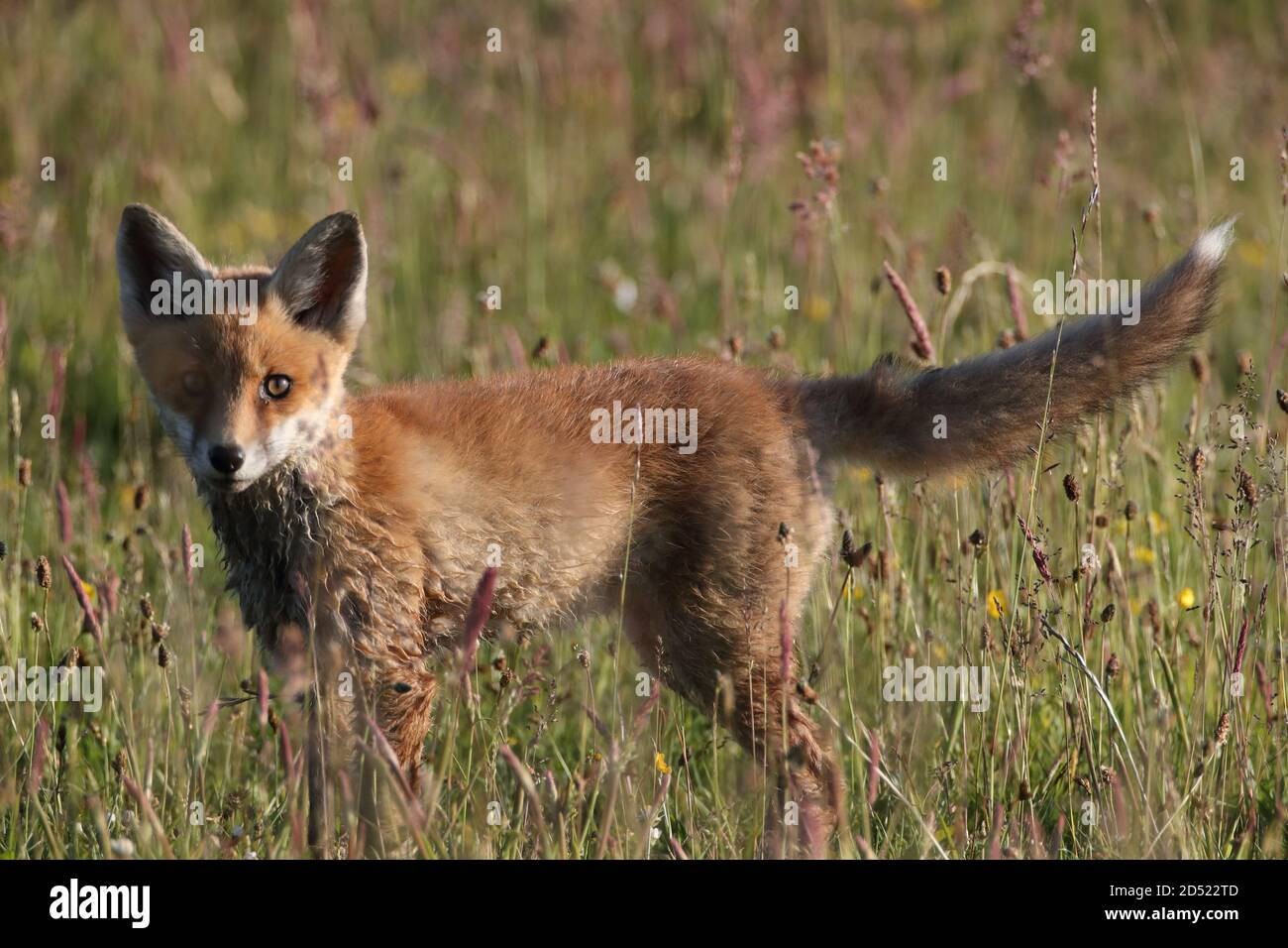 red fox (Vulpes vulpes), fox cub standing in a meadow Stock Photo - Alamy
