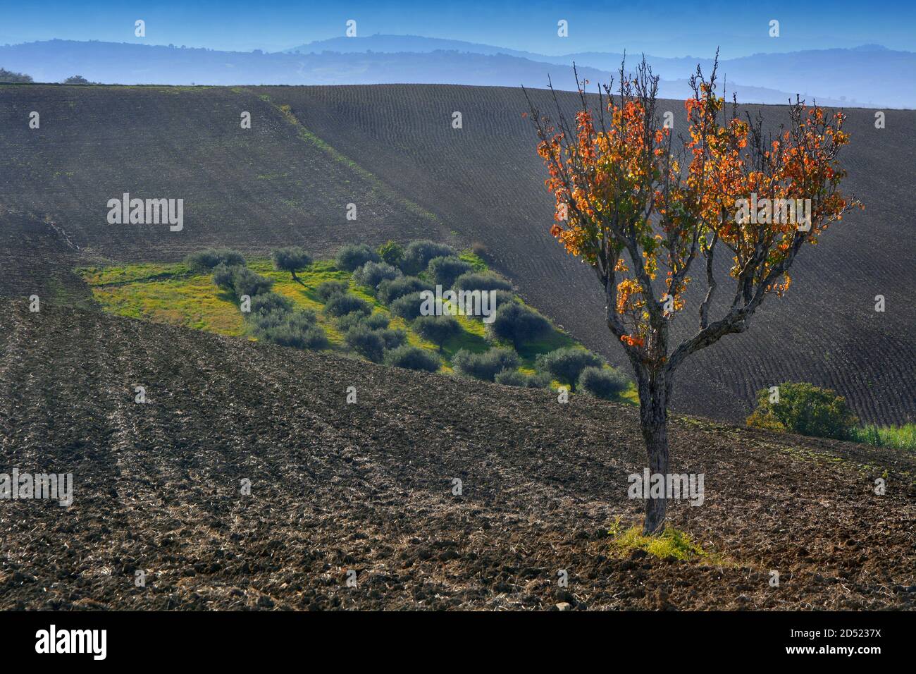 Olive groves in the countryside of southern Italy Stock Photo - Alamy