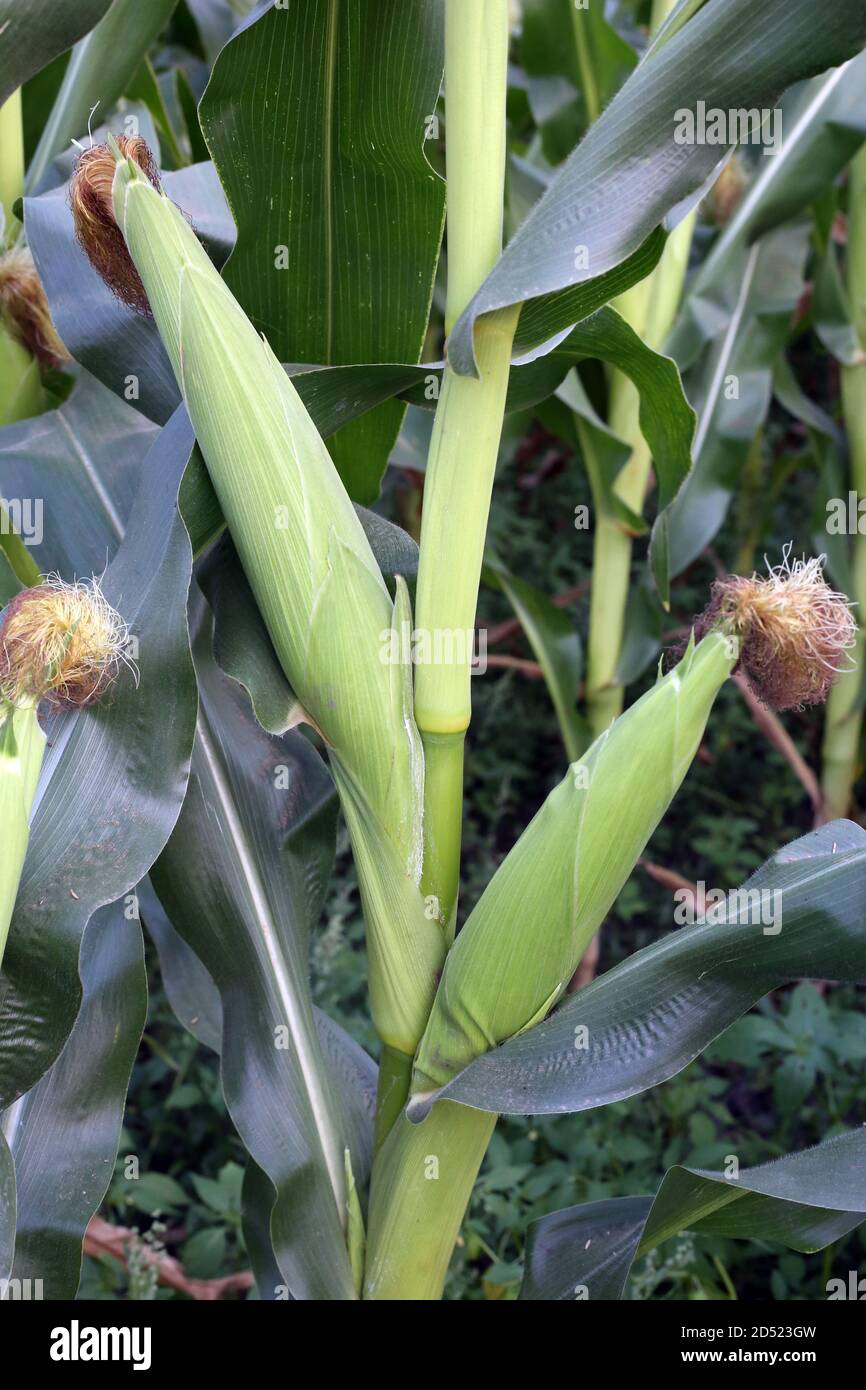 Tall green grass for cow food Stock Photo - Alamy