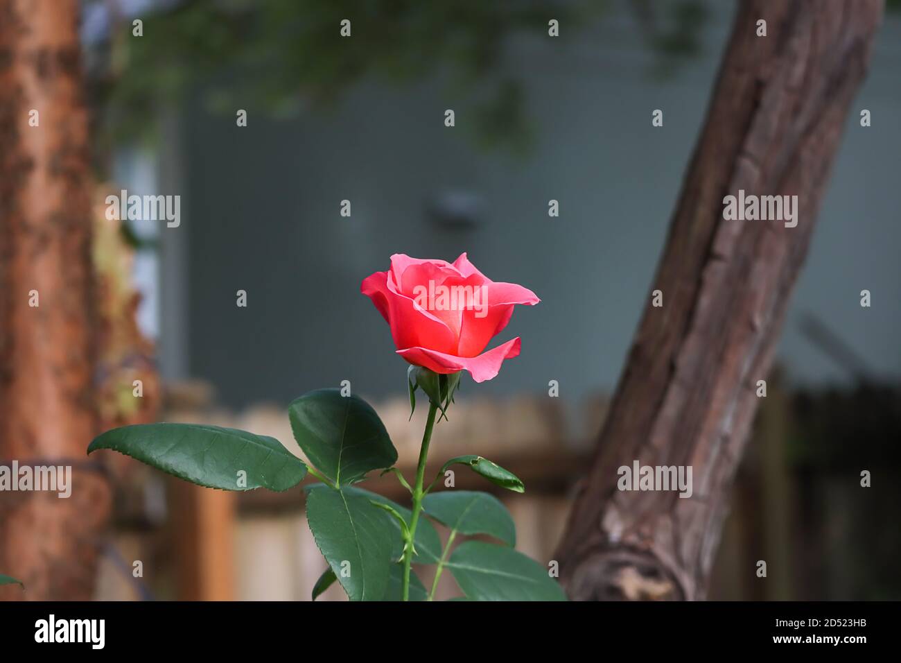 Large rose flower with thorns hi-res stock photography and images - Alamy