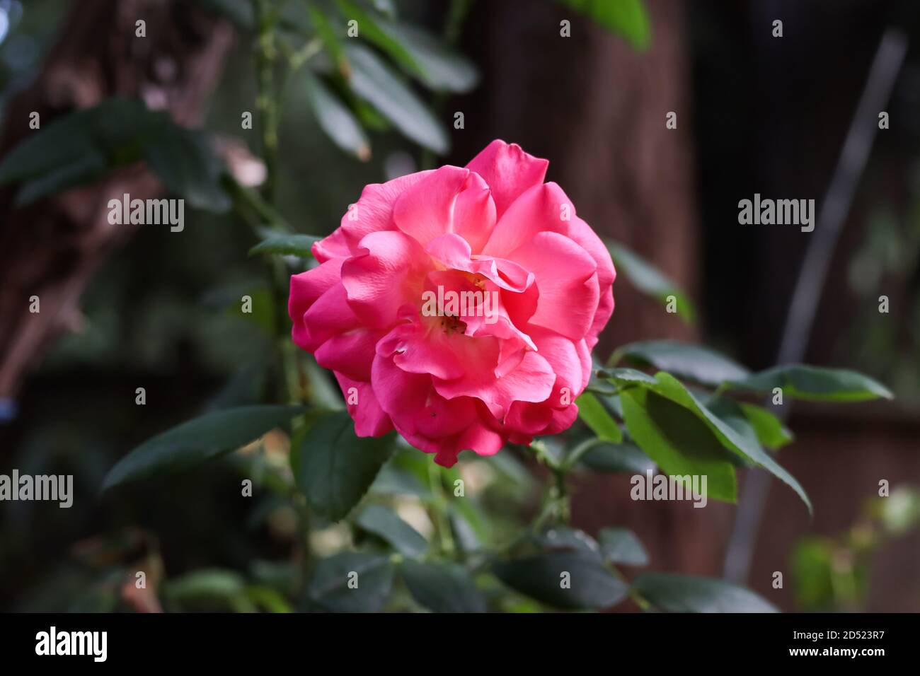 round pink rose in full bloom on bush Stock Photo - Alamy