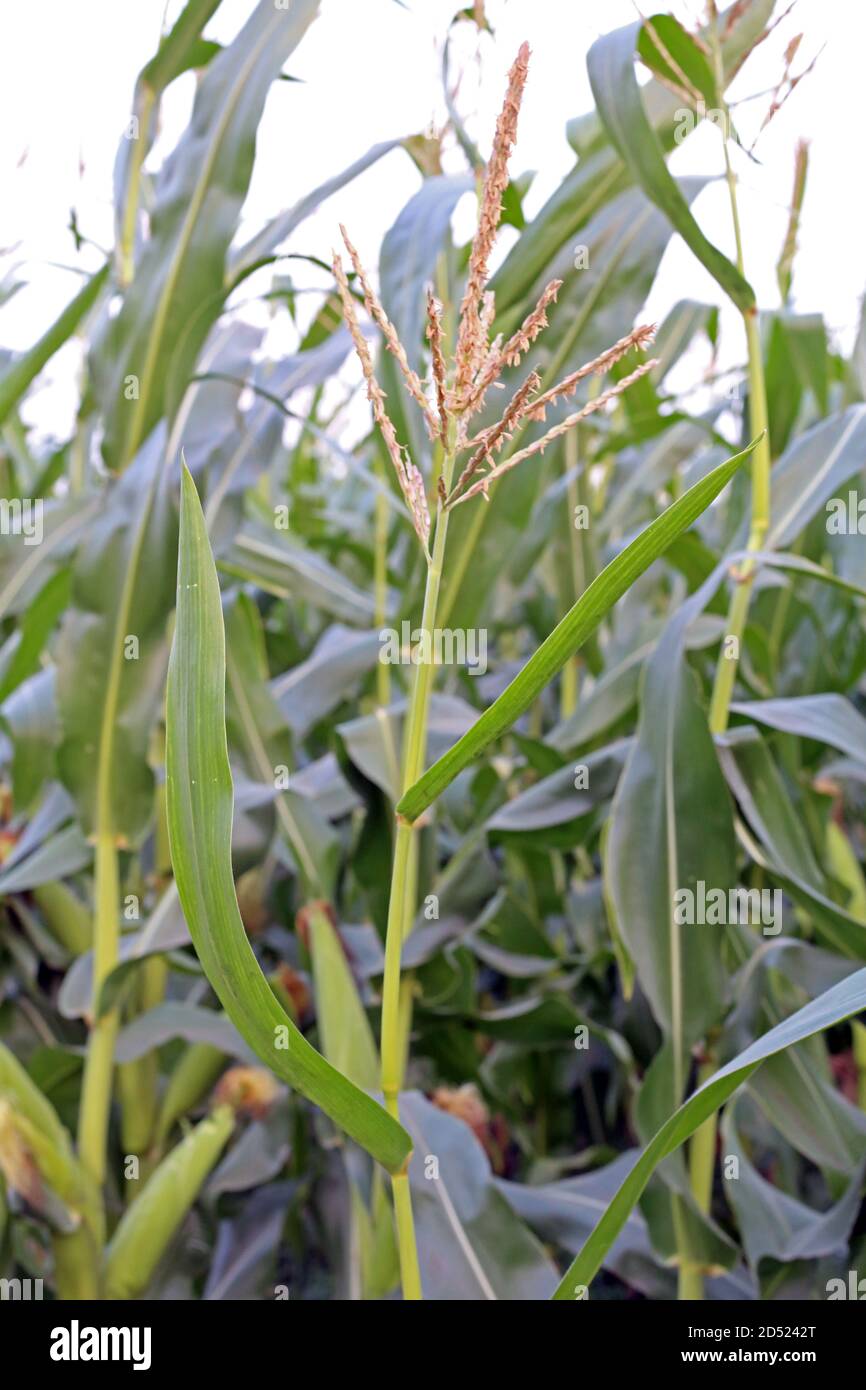 Tall green grass for cow food Stock Photo - Alamy