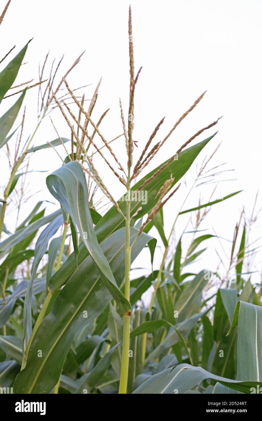 Tall green grass for cow food Stock Photo - Alamy