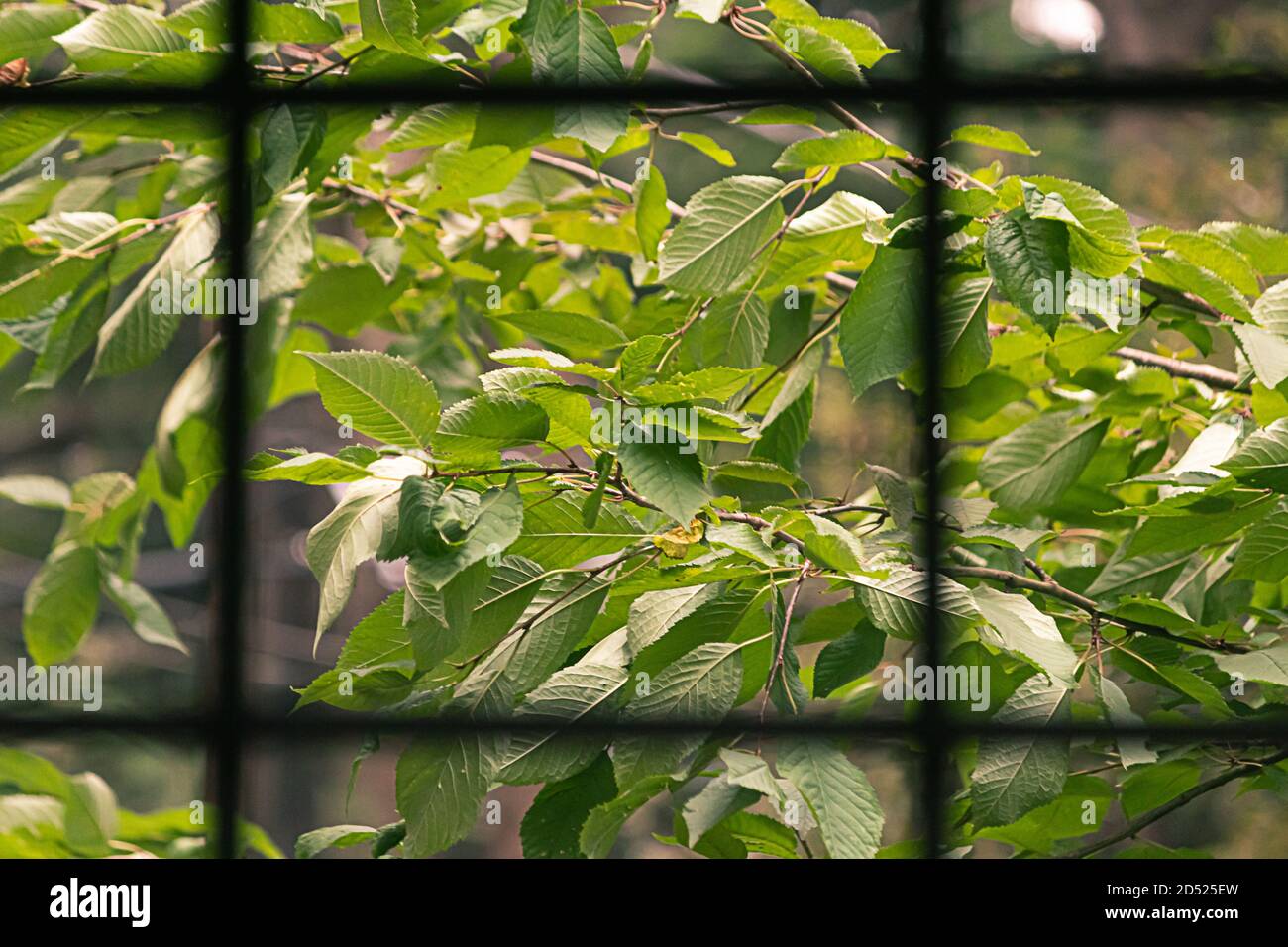 veiw of rhododendron bush through a window Stock Photo - Alamy