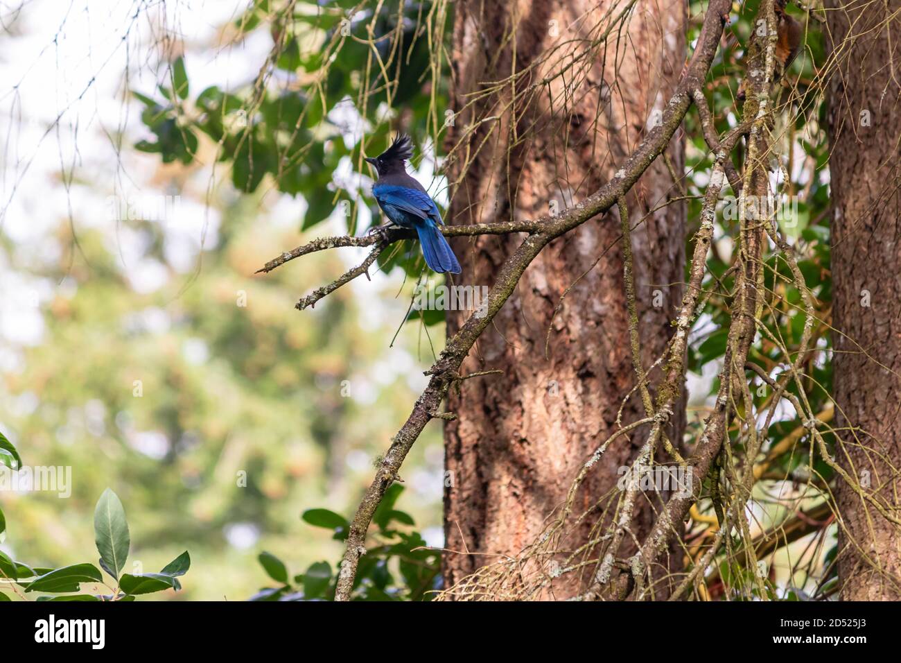 a blue jay perched in the tree tops of a coniferous forest Stock Photo ...