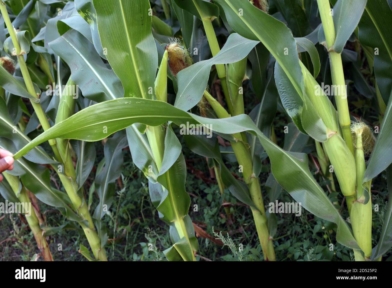 Tall green grass for cow food Stock Photo - Alamy