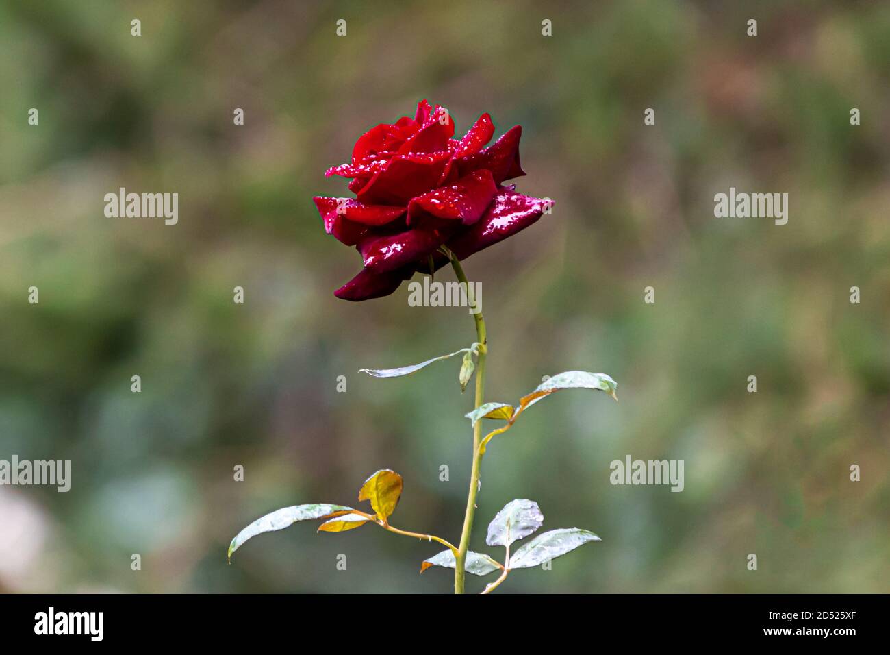 Full blooming red rose growing garden hi-res stock photography and ...