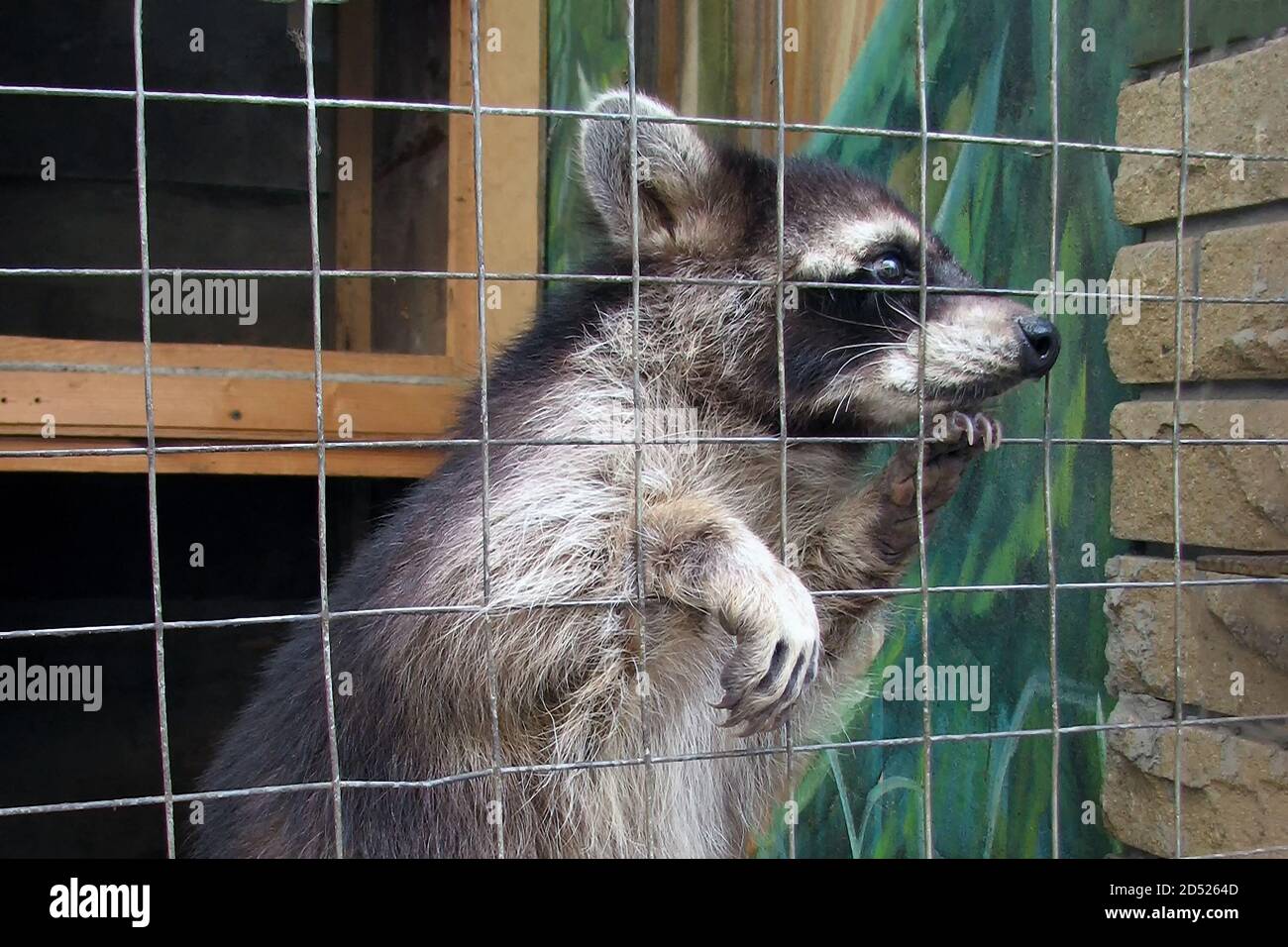 The raccoon in the cage looks sad and plaintively asks for food. Animal ...