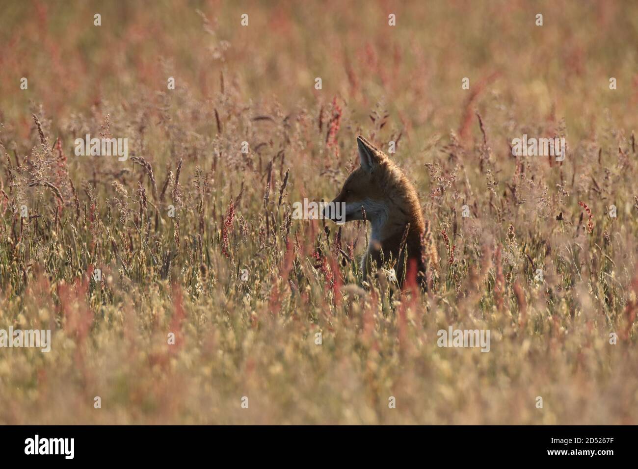 red fox (Vulpes vulpes), fox cub standing in a meadow Stock Photo - Alamy