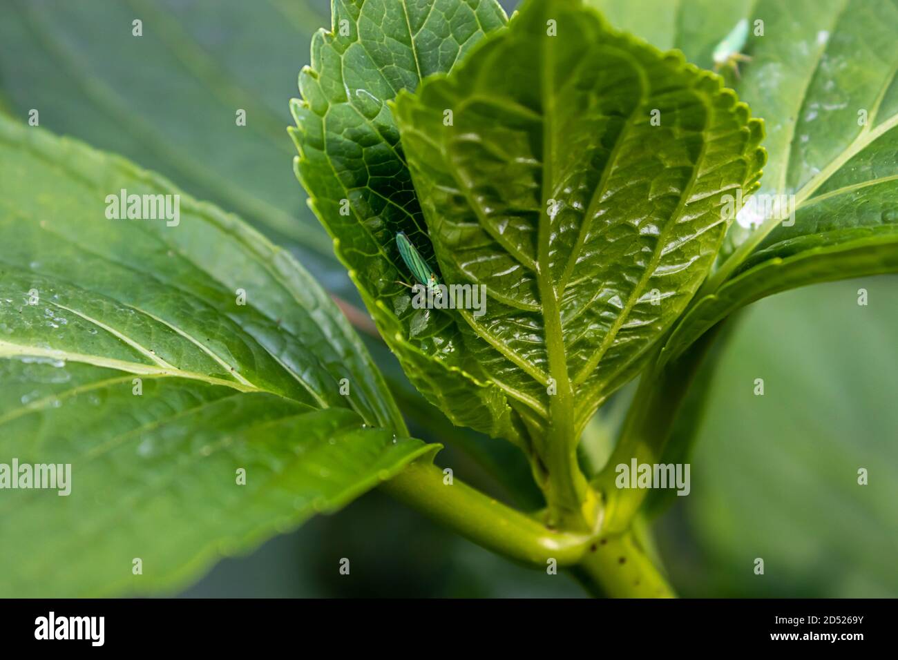 small green bugs on green hydrangea leaves Stock Photo - Alamy