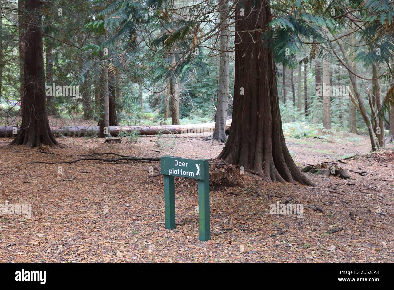 Closeup shot of a sign in the middle of the forest Stock Photo - Alamy