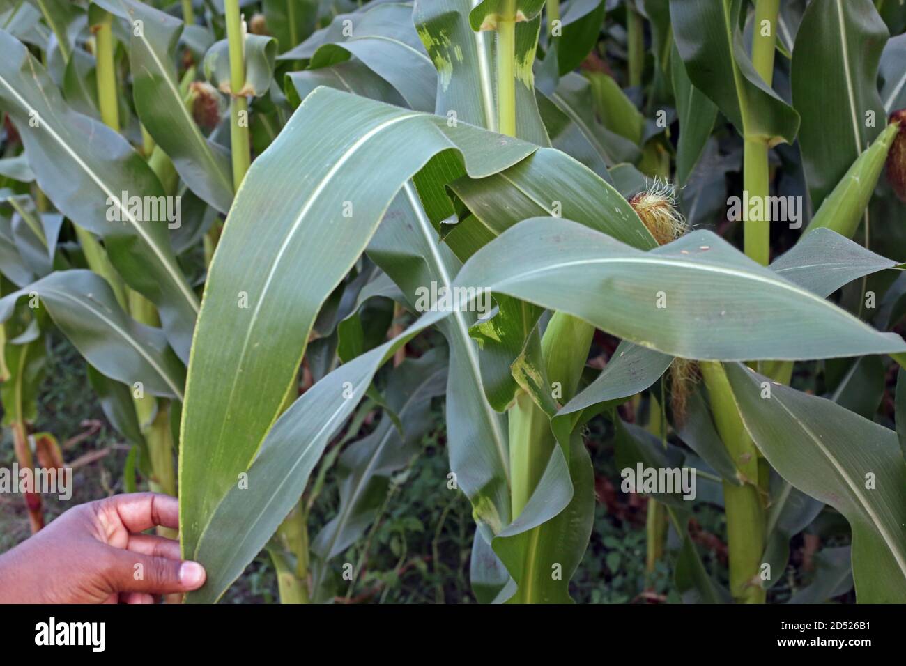 Tall green grass for cow food Stock Photo - Alamy