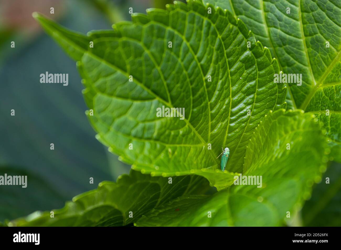 small green bugs on green hydrangea leaves Stock Photo - Alamy