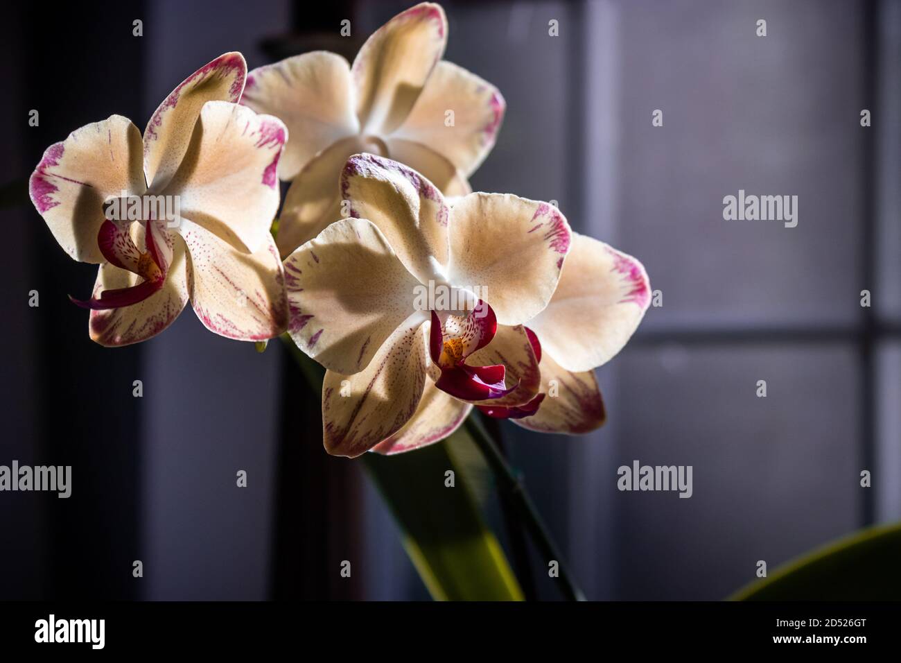 Dim setting hi-res stock photography and images - Alamy