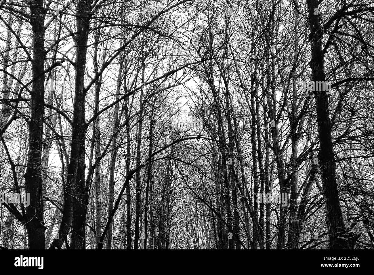 Spooky trees, a mystical backdrop for Halloween. Nightmare in the woods ...