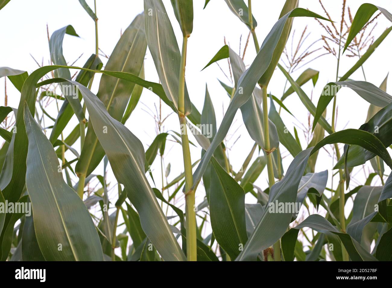 Cow food chart hi-res stock photography and images - Alamy