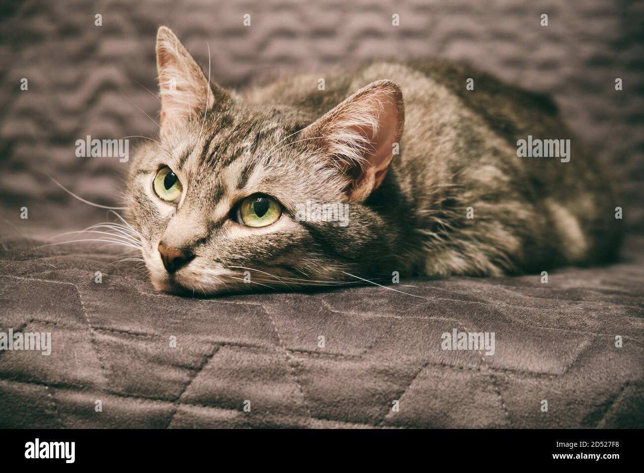 The painful cat is lying on a chair and looks sadly in front of him ...