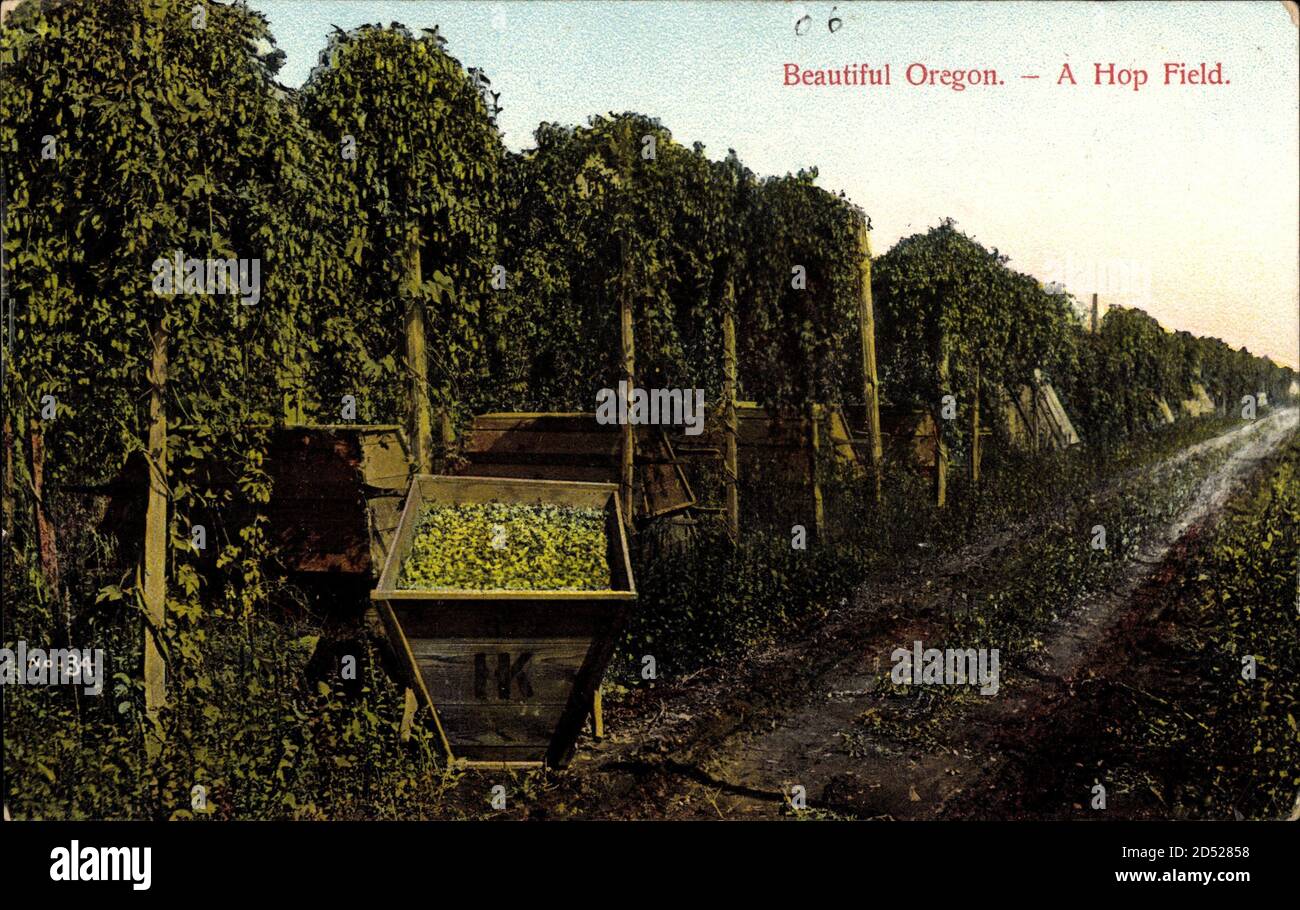 Oregon USA, general view of the Hop Field, Beautiful Oregon | usage ...