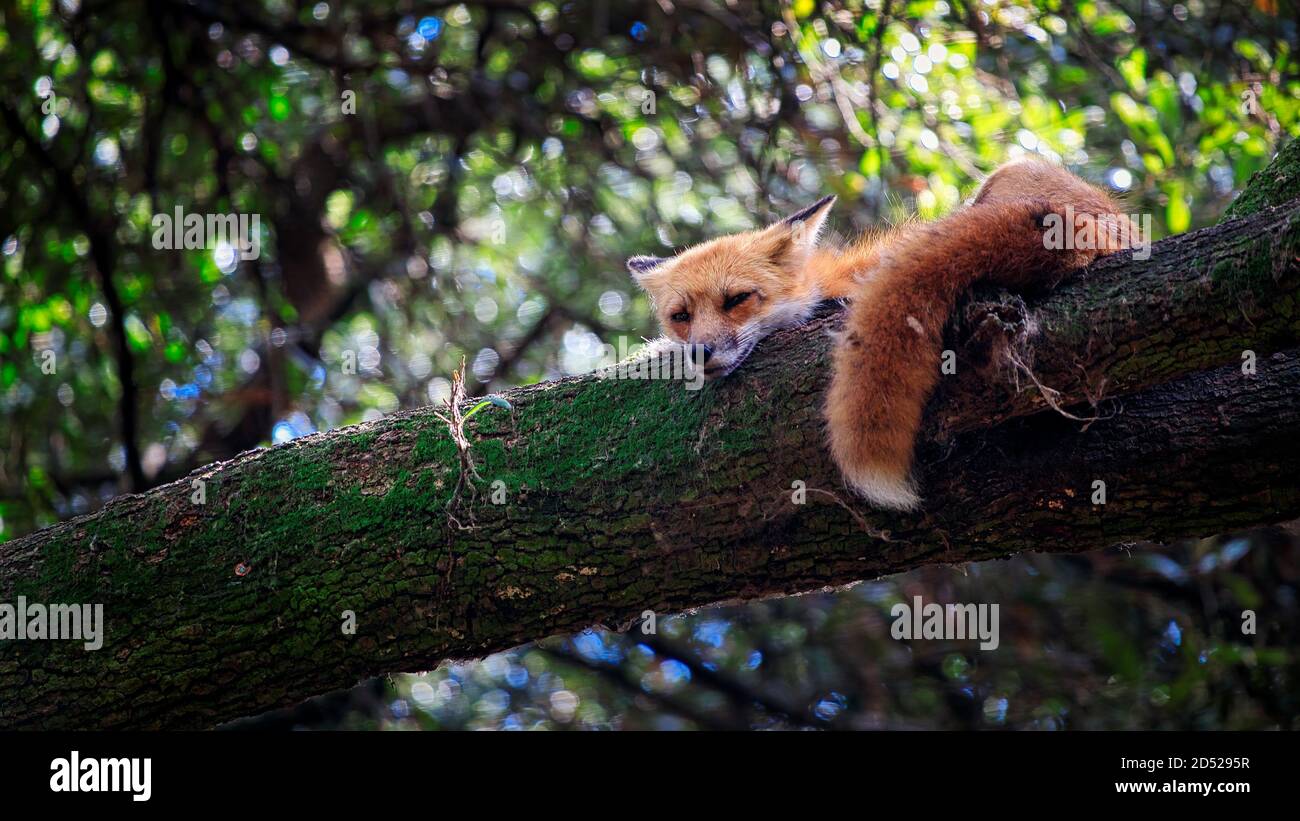 Natures best of Wildlife animals Stock Photo - Alamy