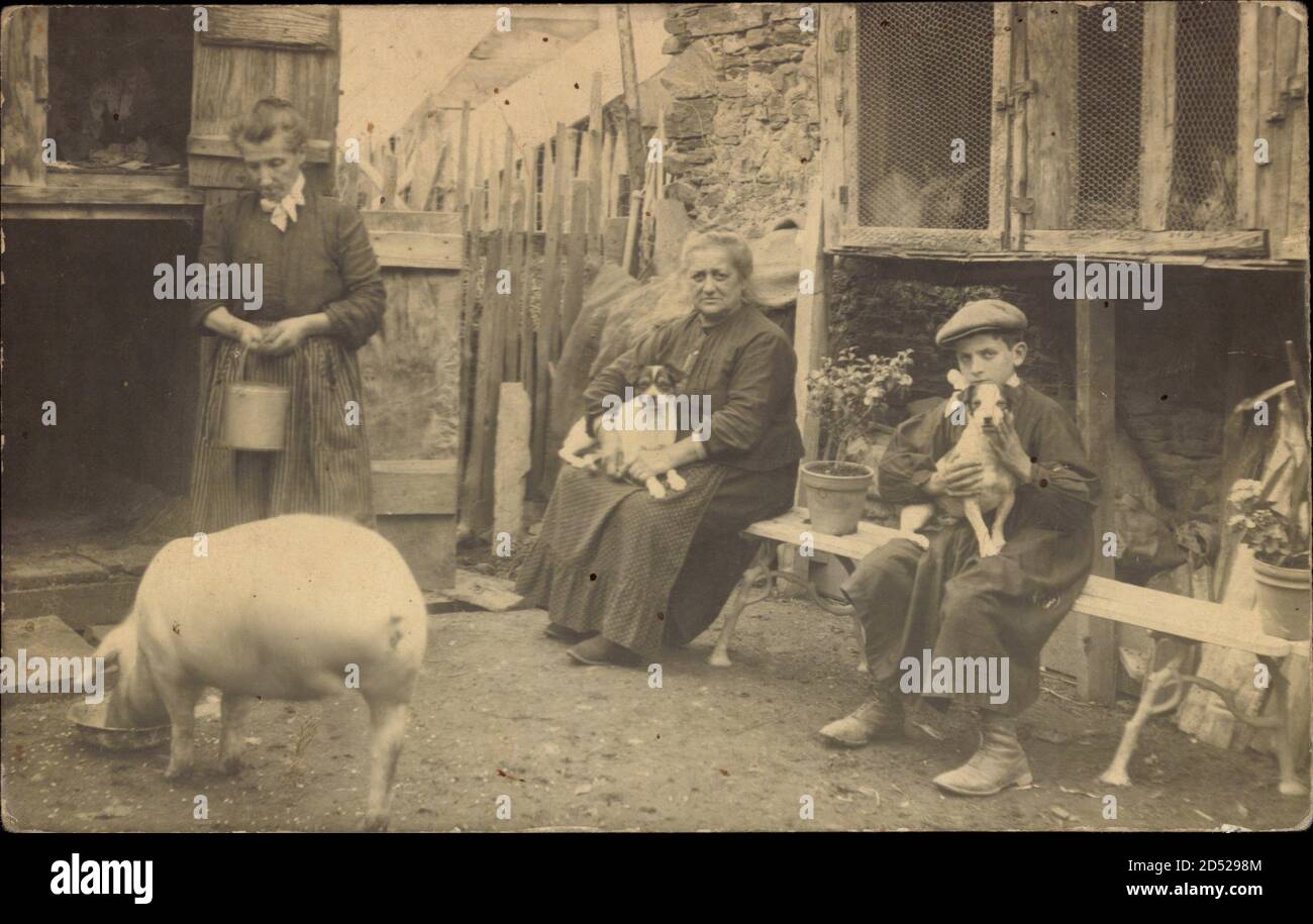 Frankreich, Bauernhof, Alte Frau, Terrier, Schwein, Hasen | usage ...