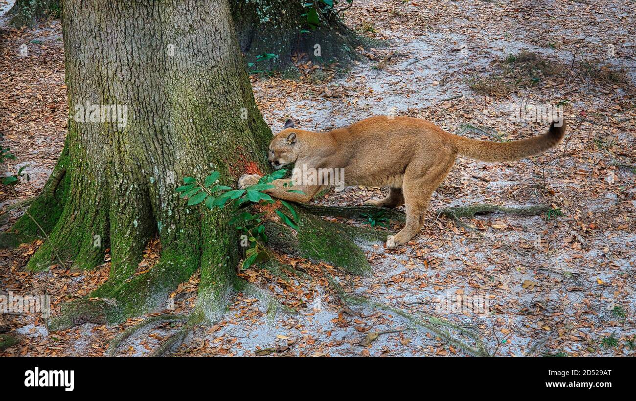 Natures best of Wildlife animals Stock Photo - Alamy
