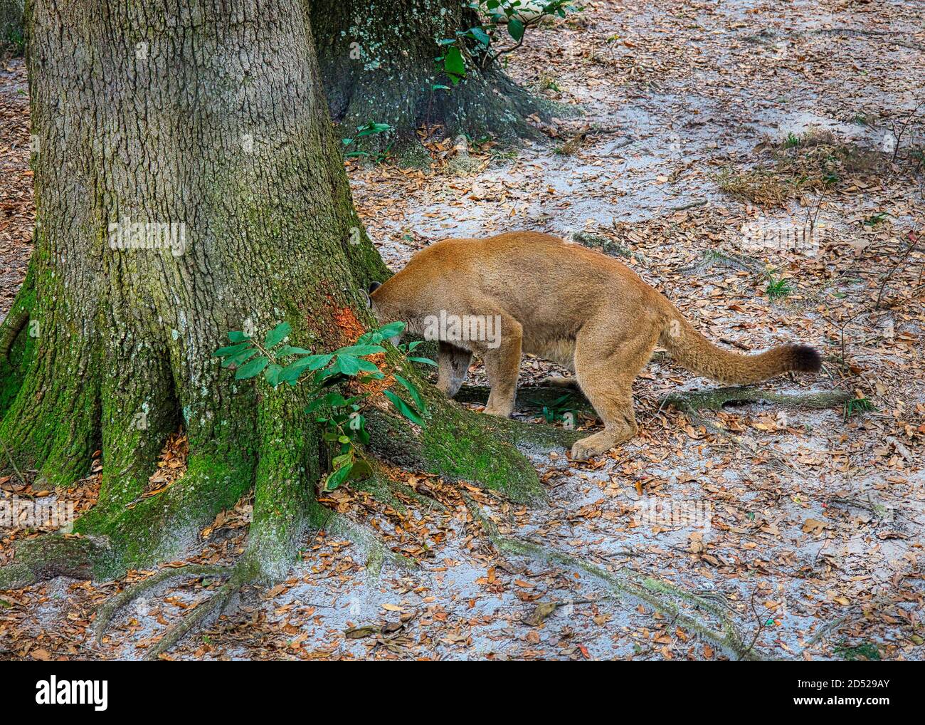 Natures best hi-res stock photography and images - Alamy
