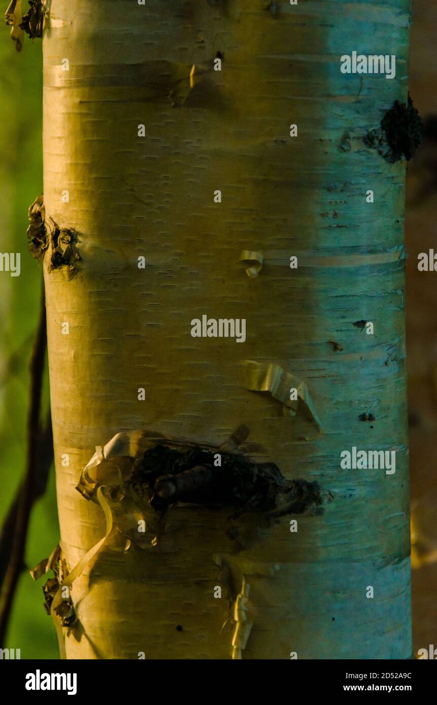 birch trunk in the early warm morning Stock Photo - Alamy