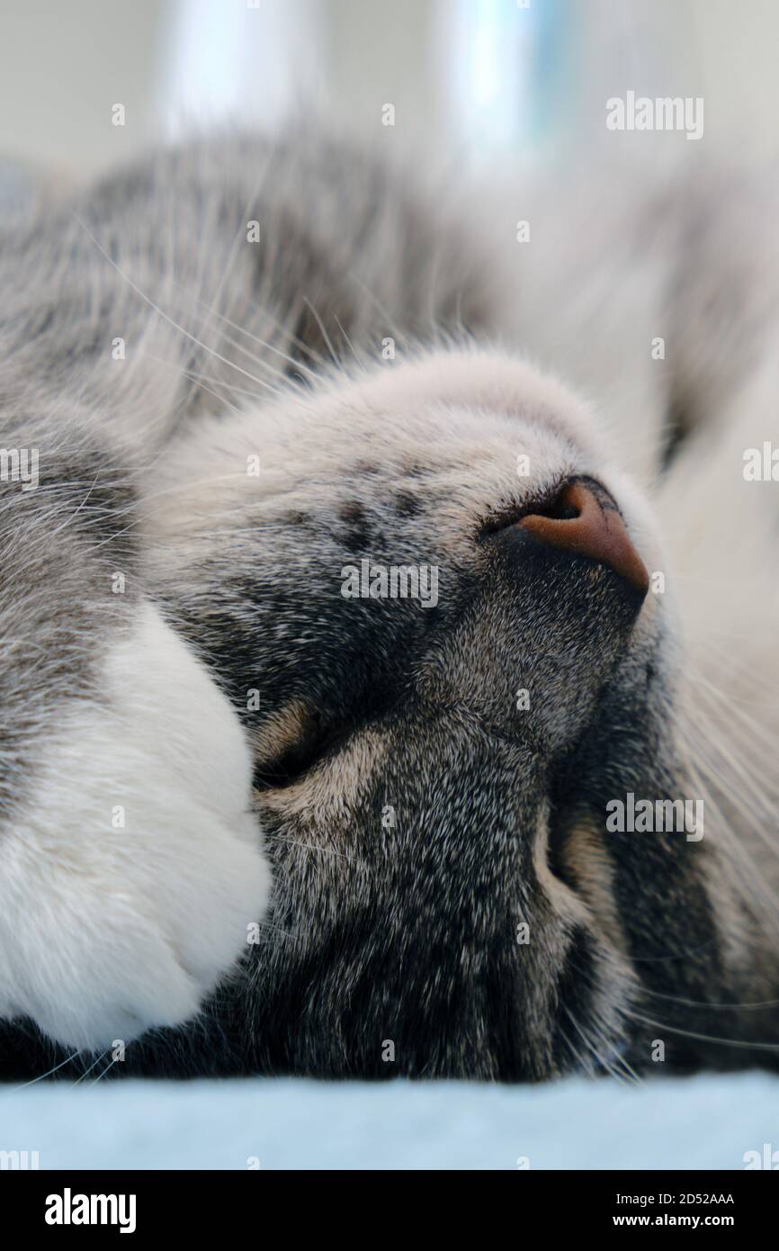 Sleeping grey cat covers his face with a paw, close-up Stock Photo - Alamy