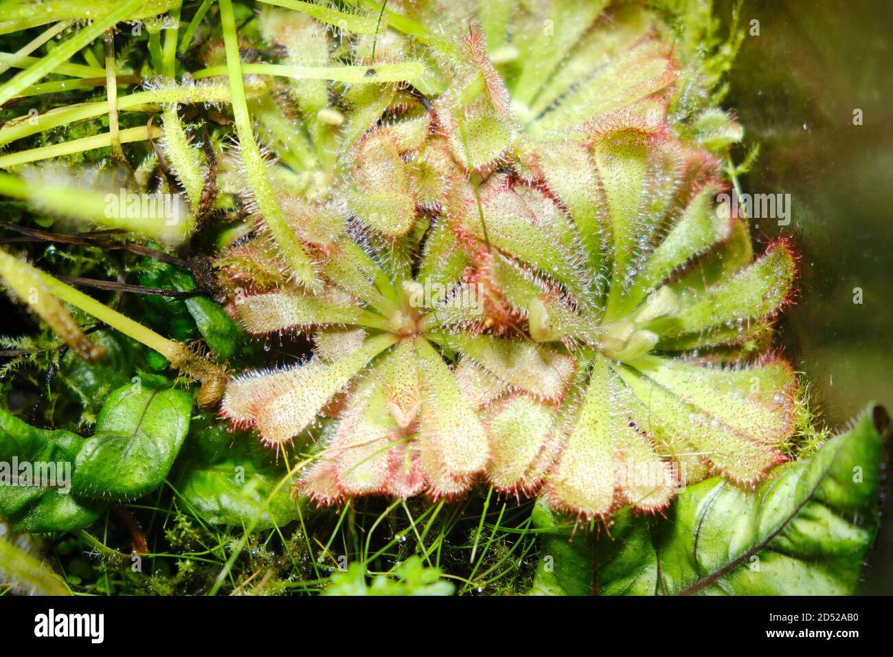 Drosera aliciae, the Alice sundew, is a carnivorous plant in the family ...
