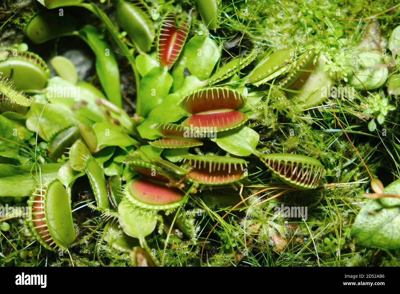 Tropical Rainforest Venus Fly Trap