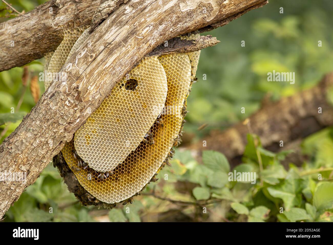 Honeycomb in natural surrounding Stock Photo - Alamy