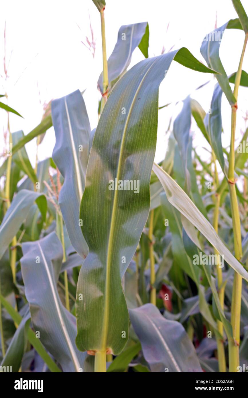Tall green grass for cow food Stock Photo - Alamy
