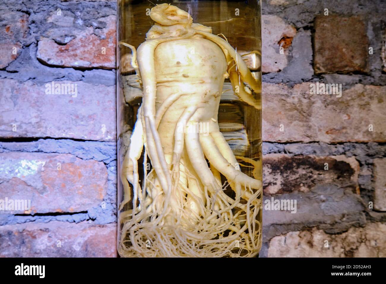 Ginseng root in a glass jar against a brick wall Stock Photo - Alamy